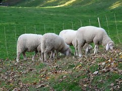The Benefits of Being Sheep – Help from Heaven